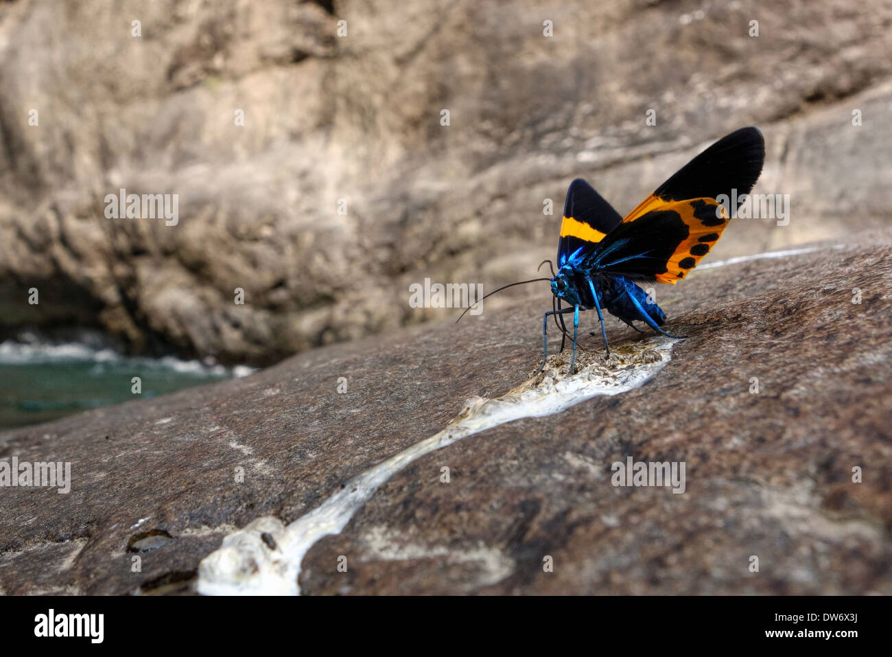 Himalayan butterfly hi-res stock photography and images - Alamy