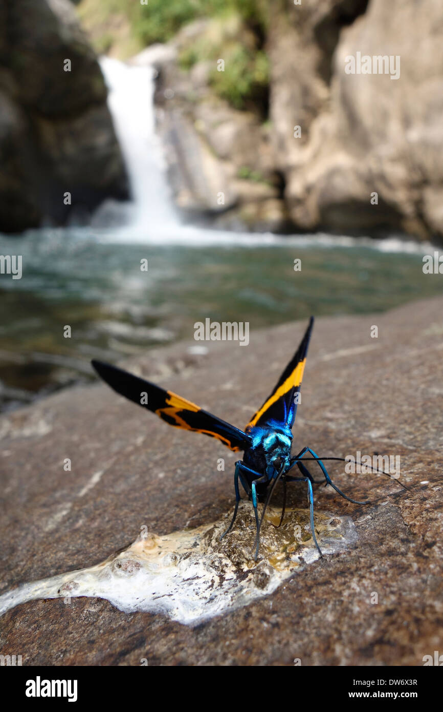 Himalayan Butterfly Stock Photos & Himalayan Butterfly Stock Images - Alamy