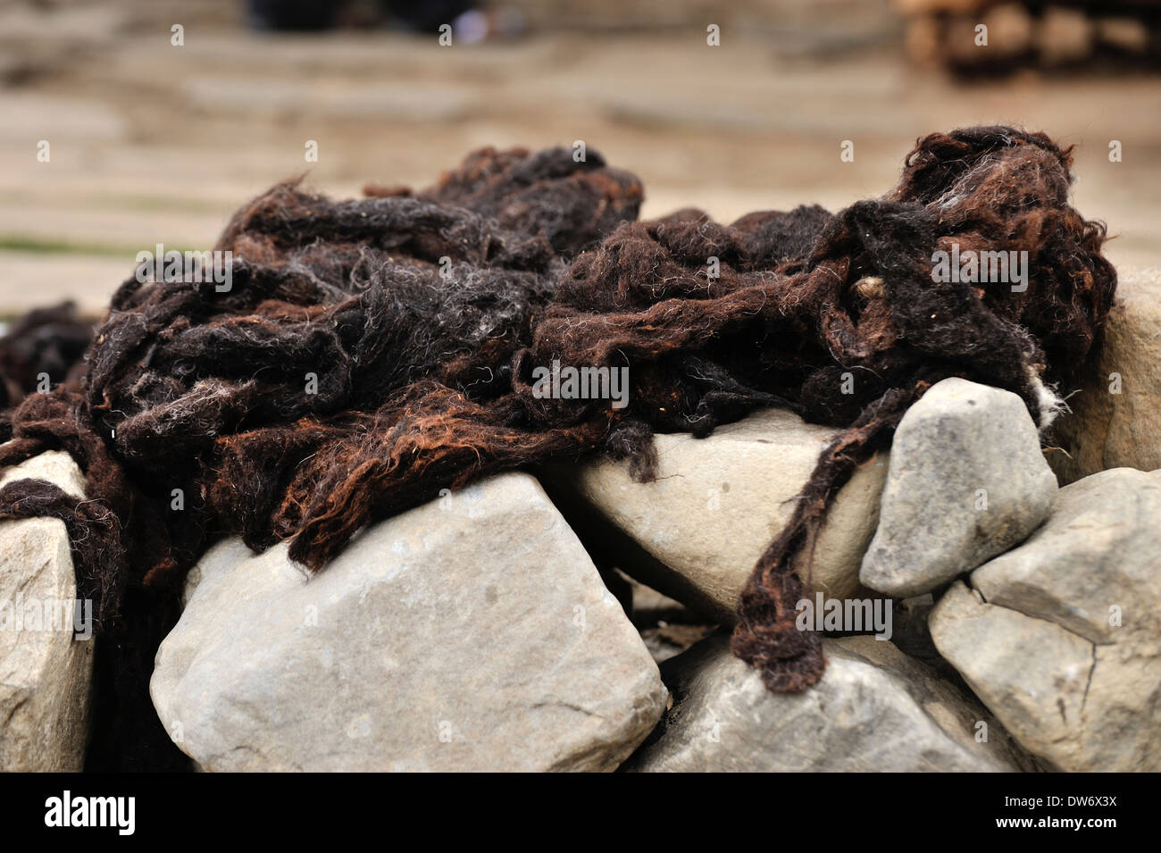 Yak hair for making traditional hats, village of Merak on Merak Sakteng ...
