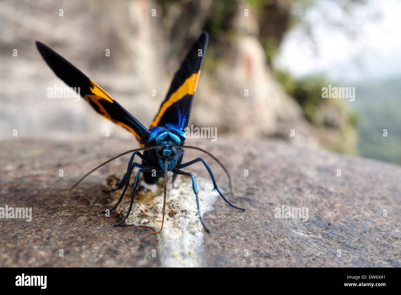 Butterfly on a boulder in the foothills of the Himalayas in Nepal Stock ...