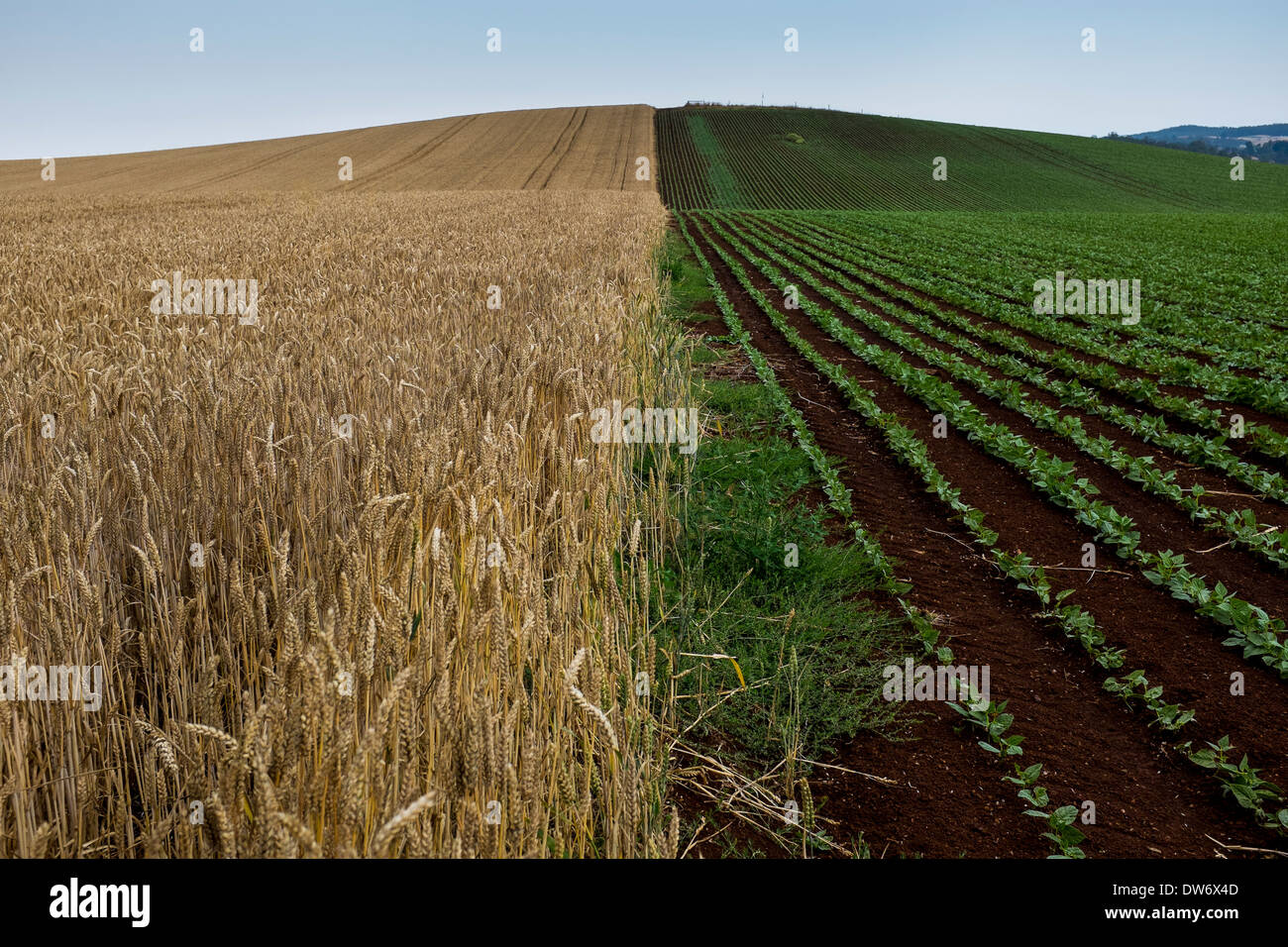 A crop of wheat next to a crop of bush beans in northern Tasmania Stock ...