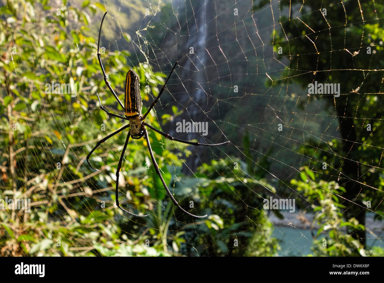 Large spider in the Budhi Gandaki Valley of Nepal Stock Photo - Alamy