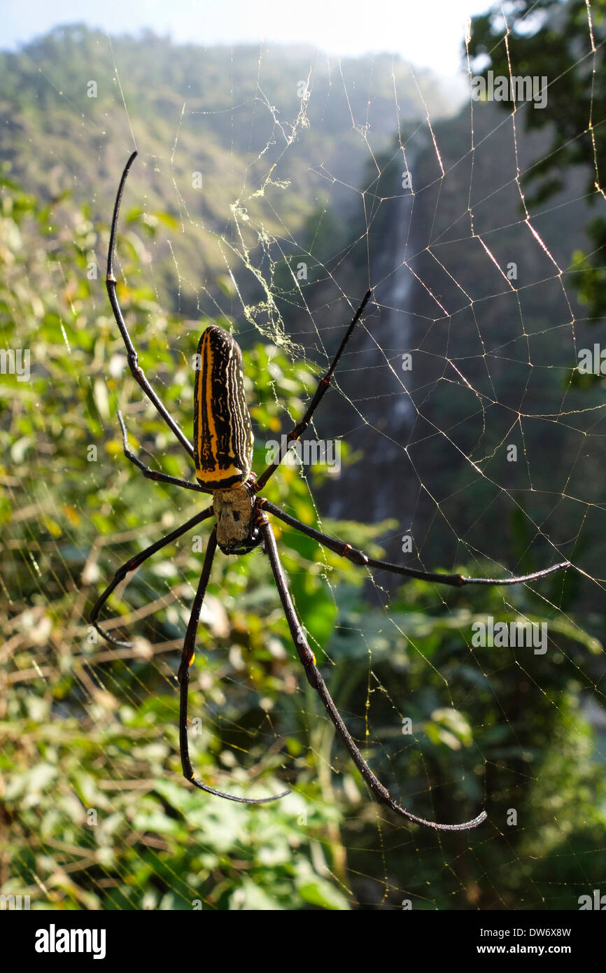 Large spider in the Budhi Gandaki Valley of Nepal Stock Photo - Alamy
