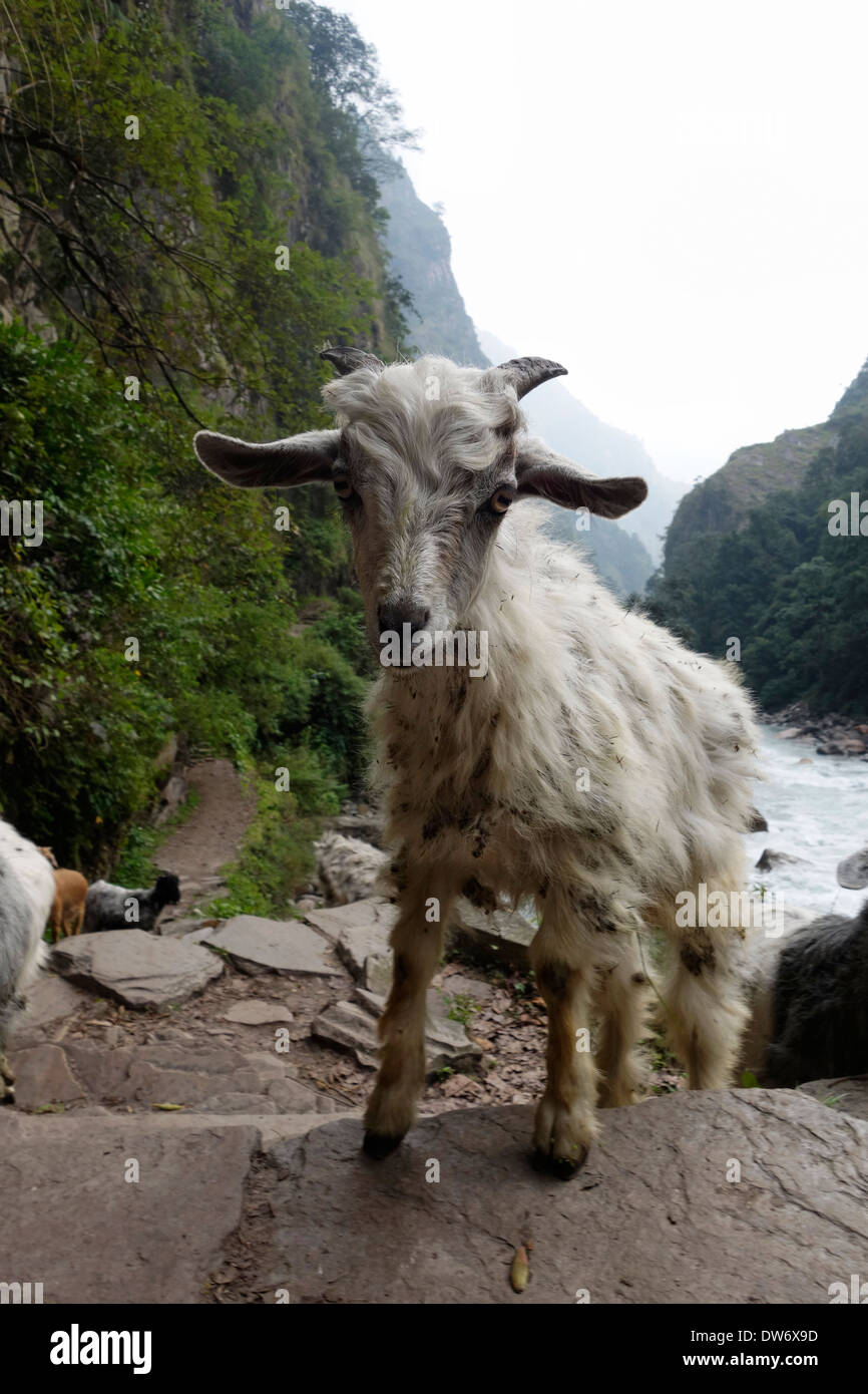 Himalayan goat hi-res stock photography and images - Alamy