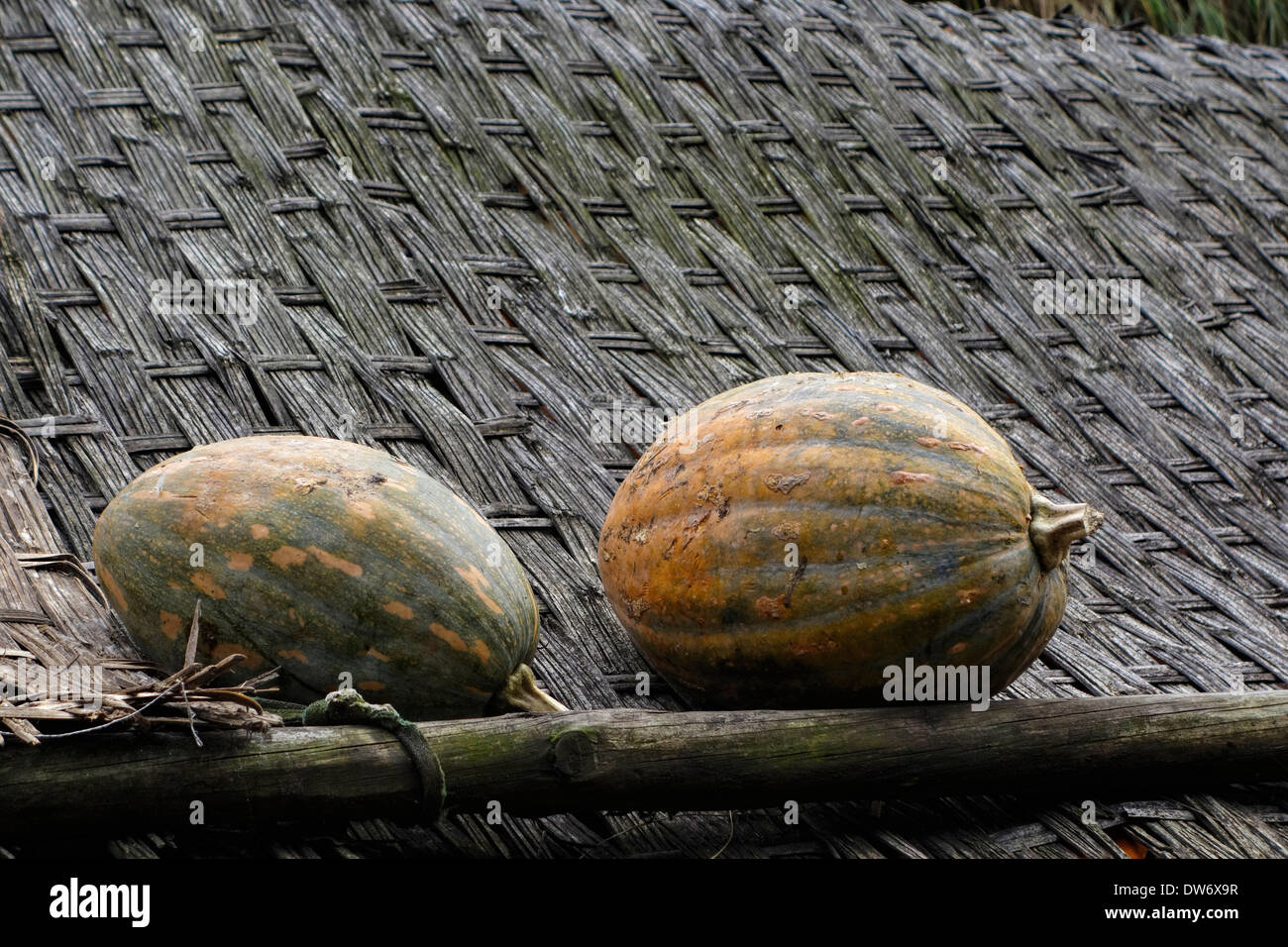 Squash curing on the roof of a house in the Manaslu region of Nepal ...