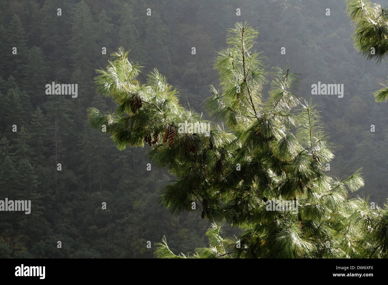 Tree in nepal hi-res stock photography and images - Alamy