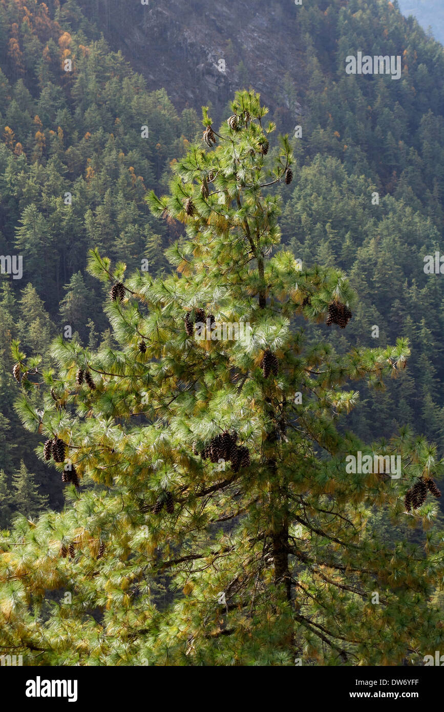 Himalayan pine tree hi-res stock photography and images - Alamy
