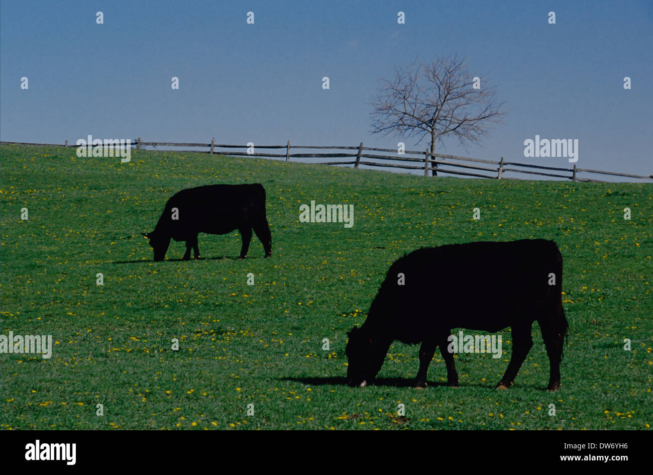 Cows grazing in a pasture on a spring afternoon in Radnor, Pennsylvania ...
