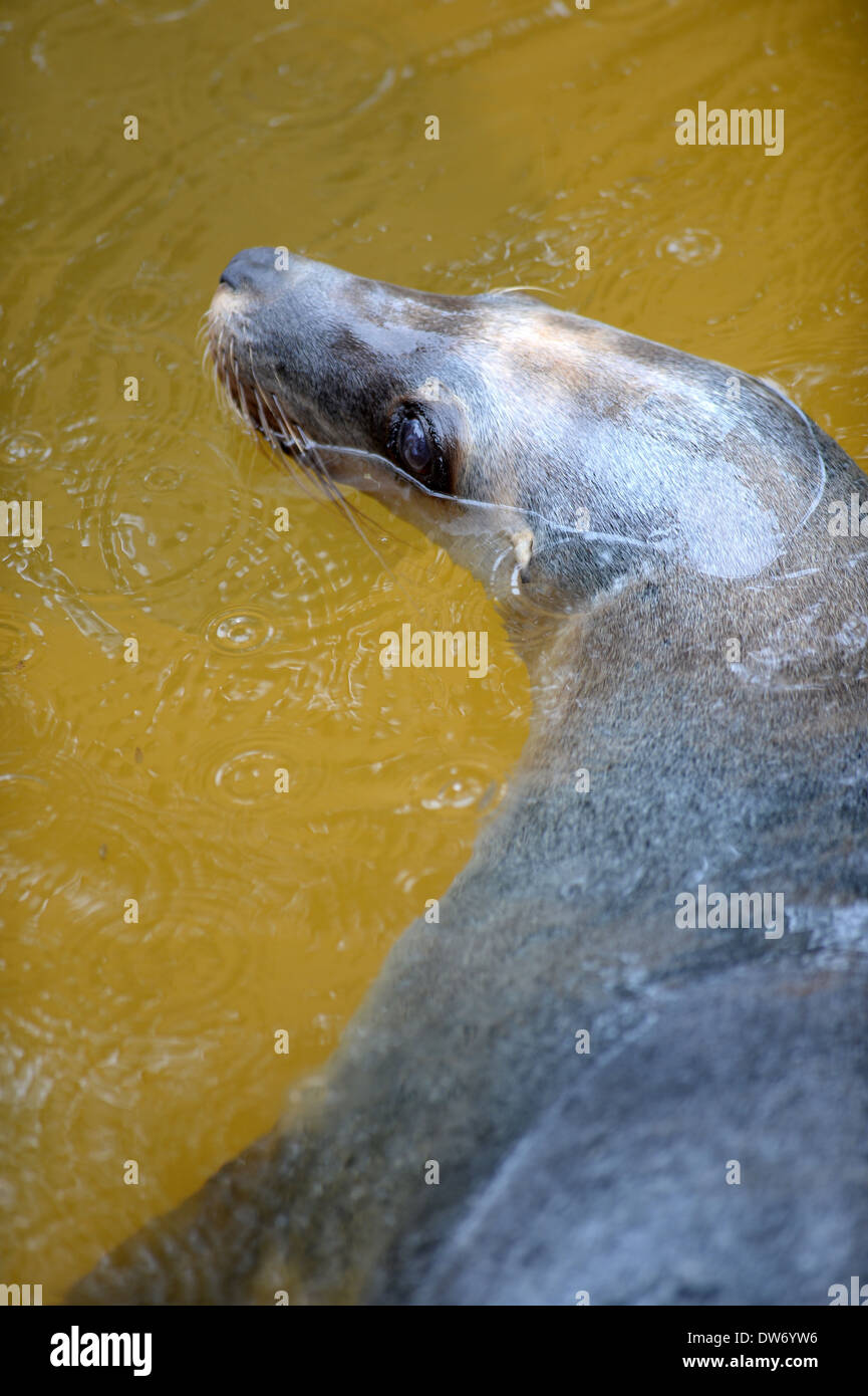 A close up shot of a seal Stock Photo - Alamy
