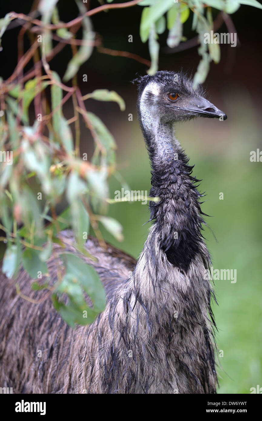 A close up shot of an Australian Emu Stock Photo - Alamy