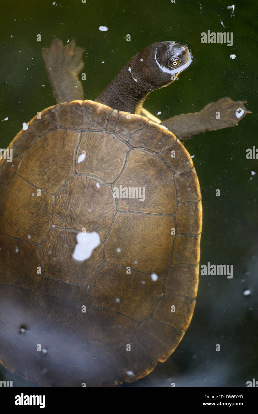 A close up shot of an Australian Murray River Turtle or Short Neck ...