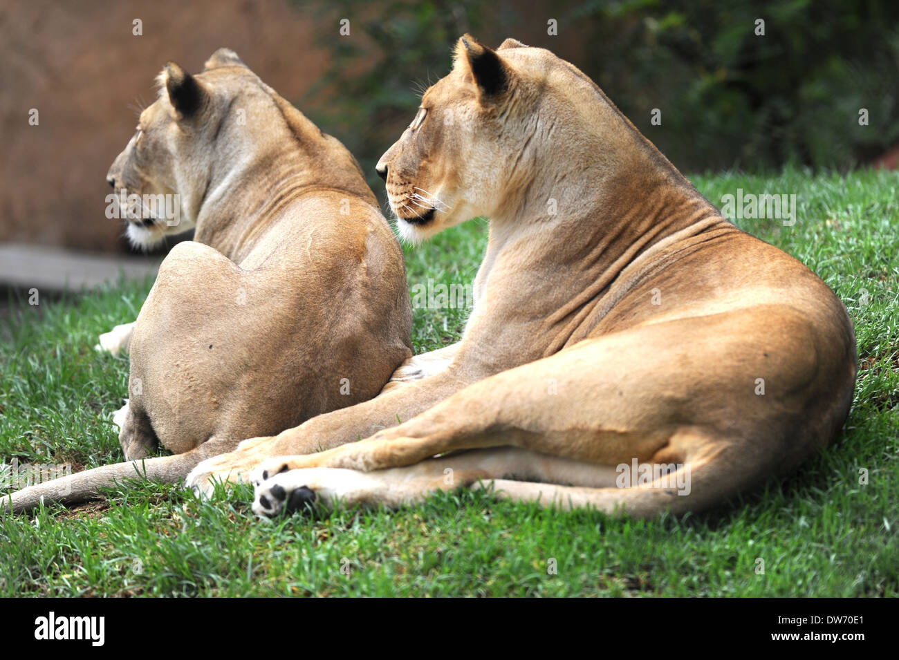 A close up shot of an African Lion Stock Photo - Alamy