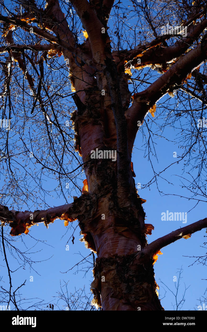 Himalayan birch tree hi-res stock photography and images - Alamy