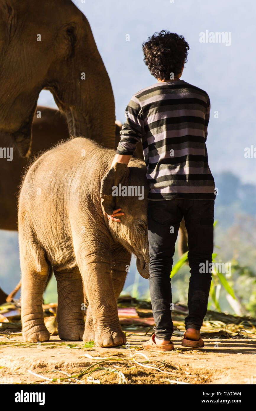 Baby Elephant play With Man Stock Photo - Alamy