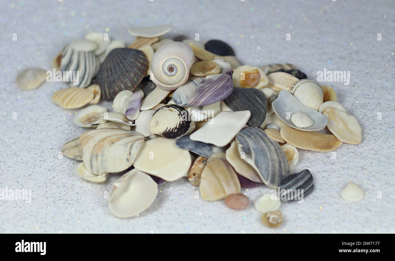 Image of sea shells hi-res stock photography and images - Alamy