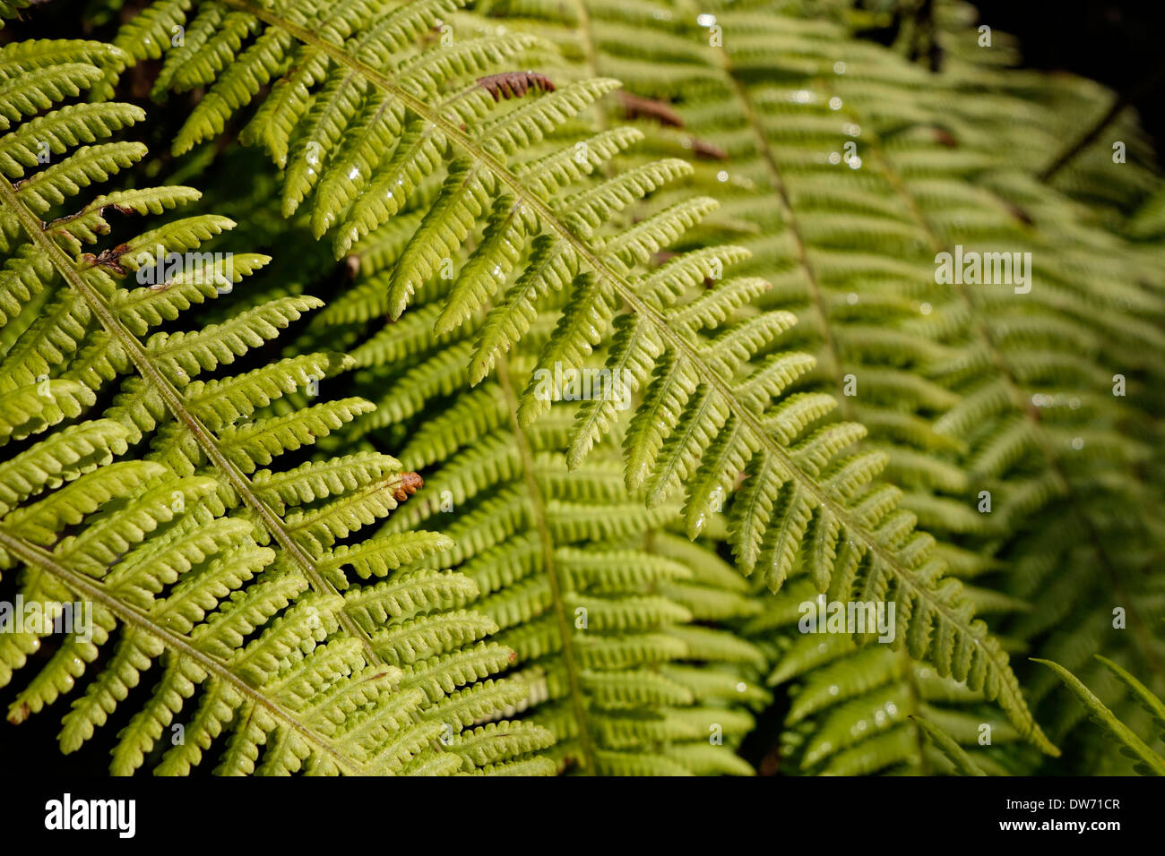 Ferns in the Marsyangdi River valley of Nepal Stock Photo - Alamy