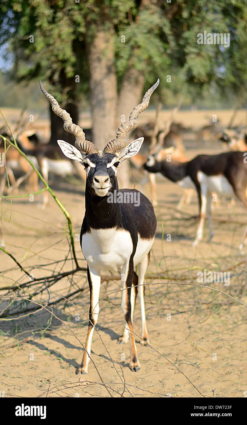 A Staring Black Buck! Stock Photo - Alamy