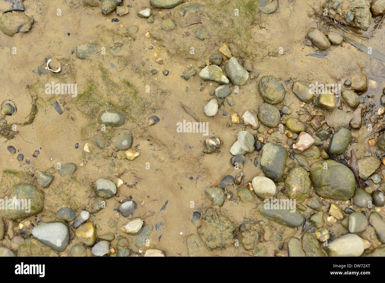 river shore texture with sand stones and shells Stock Photo - Alamy