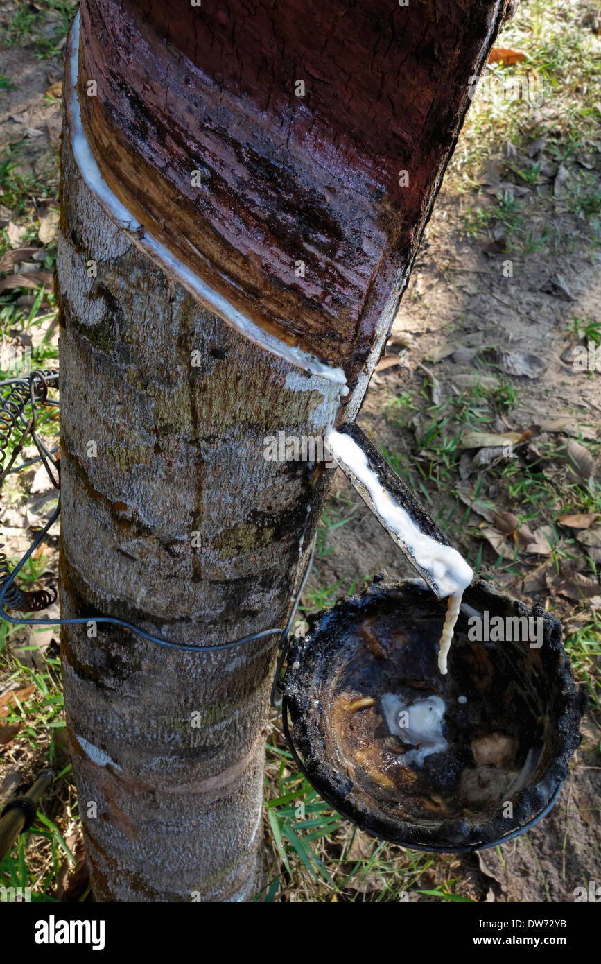 Rubber tree rubber tapping hi-res stock photography and images - Alamy