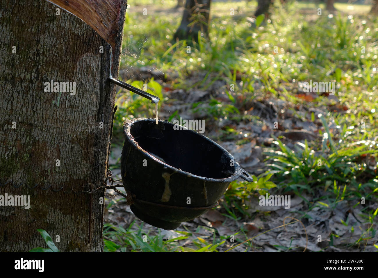 Rubber tapping hi-res stock photography and images - Alamy
