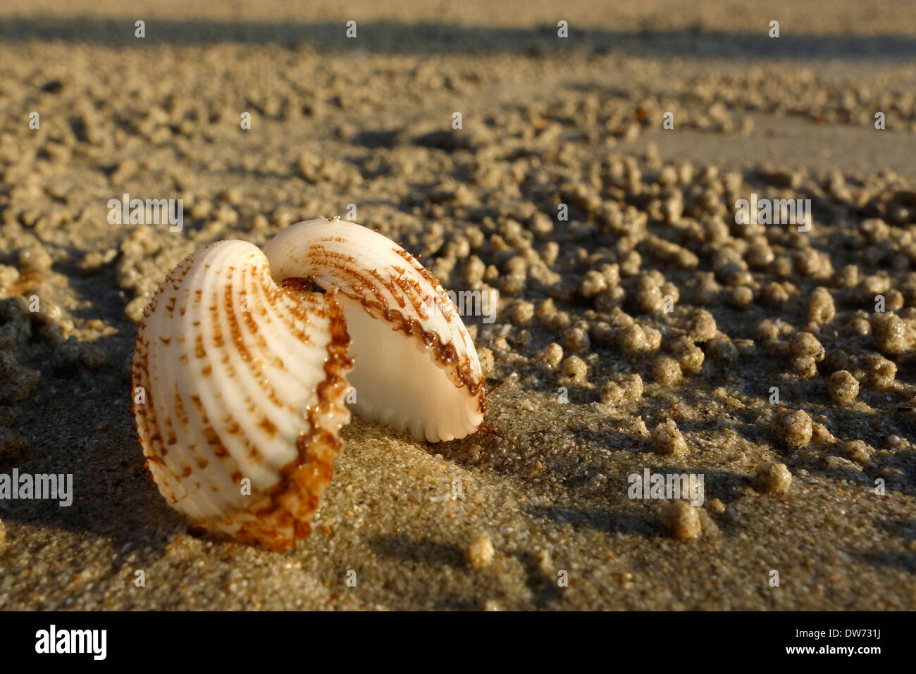 Sand balls hi-res stock photography and images - Alamy