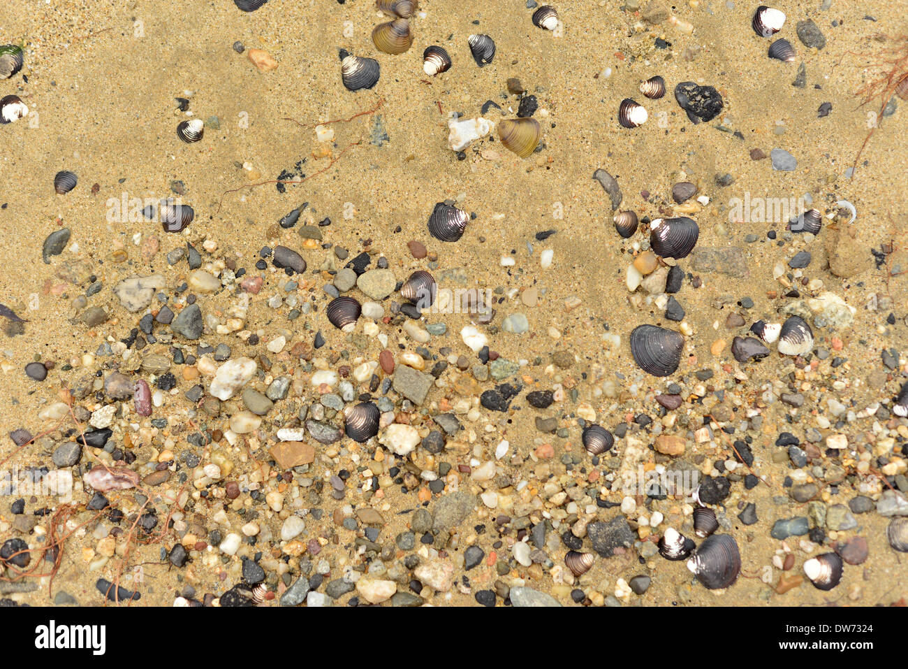 river shore texture with sand stones and shells Stock Photo - Alamy