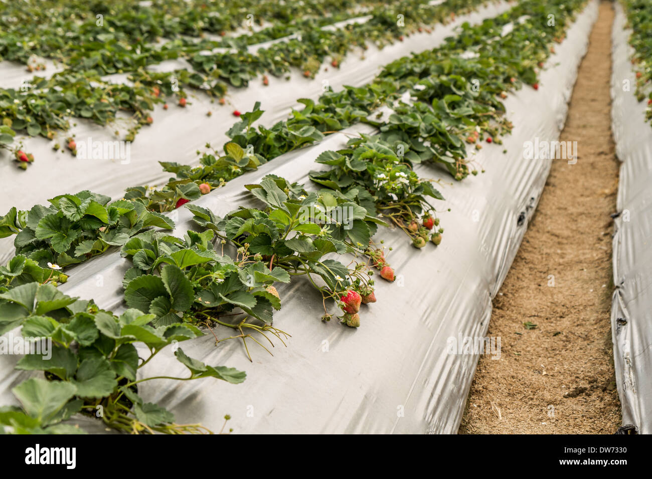 Strawberry patch landscape hi-res stock photography and images - Alamy