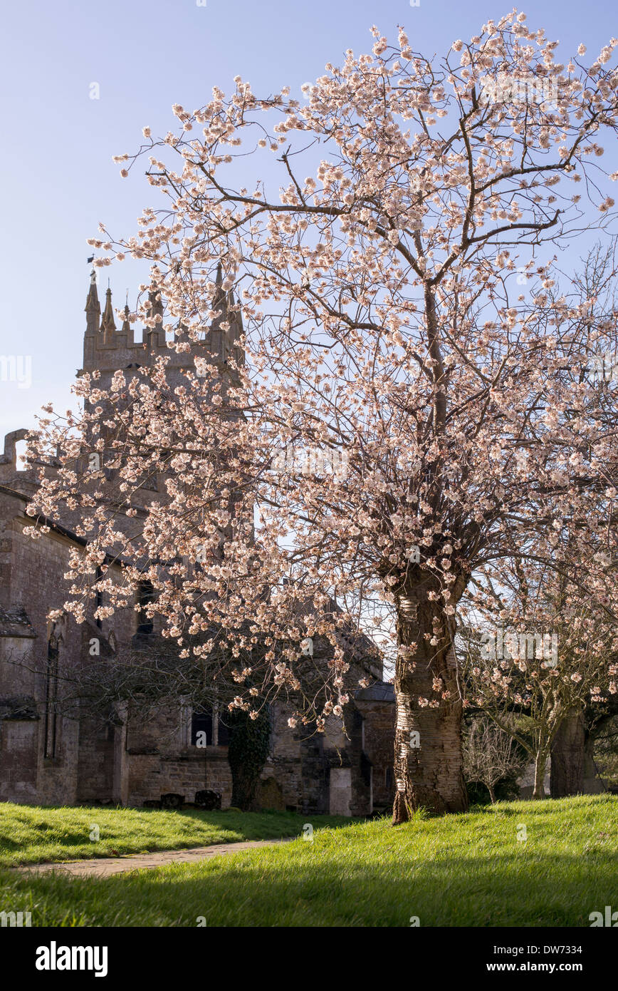 Flowering cherry tree in Somerton church yard. North Oxfordshire ...