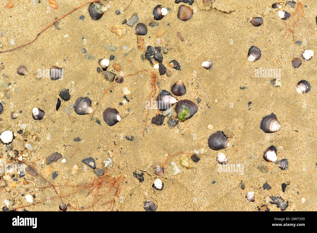 Sand stones shells texture hi-res stock photography and images - Alamy