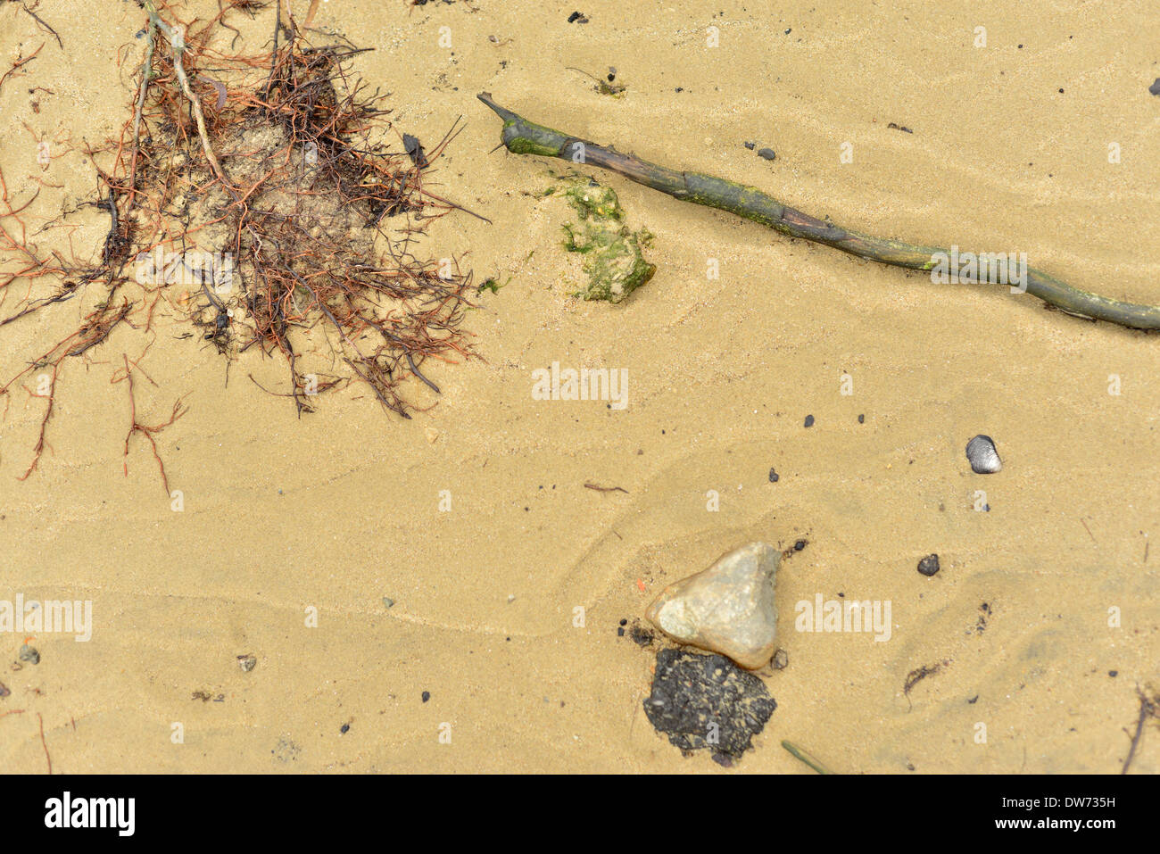 river shore texture with sand stones and shells Stock Photo - Alamy