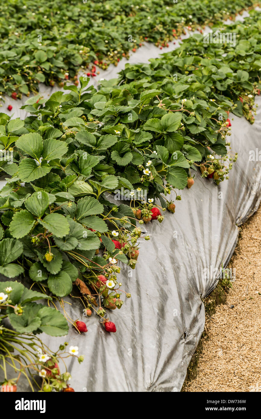 Strawberry patch landscape hi-res stock photography and images - Alamy