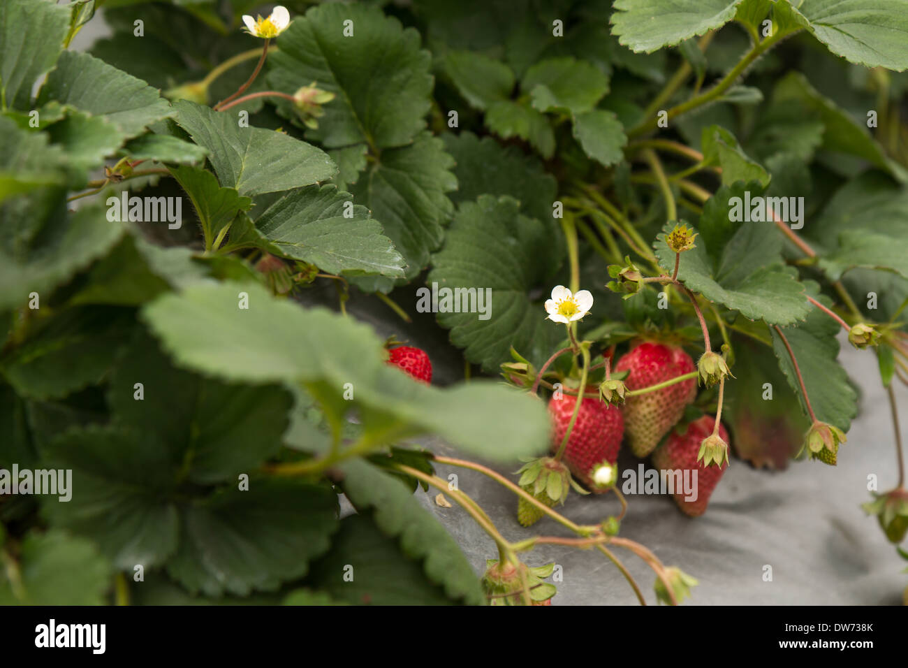 Strawberry patch landscape hi-res stock photography and images - Alamy