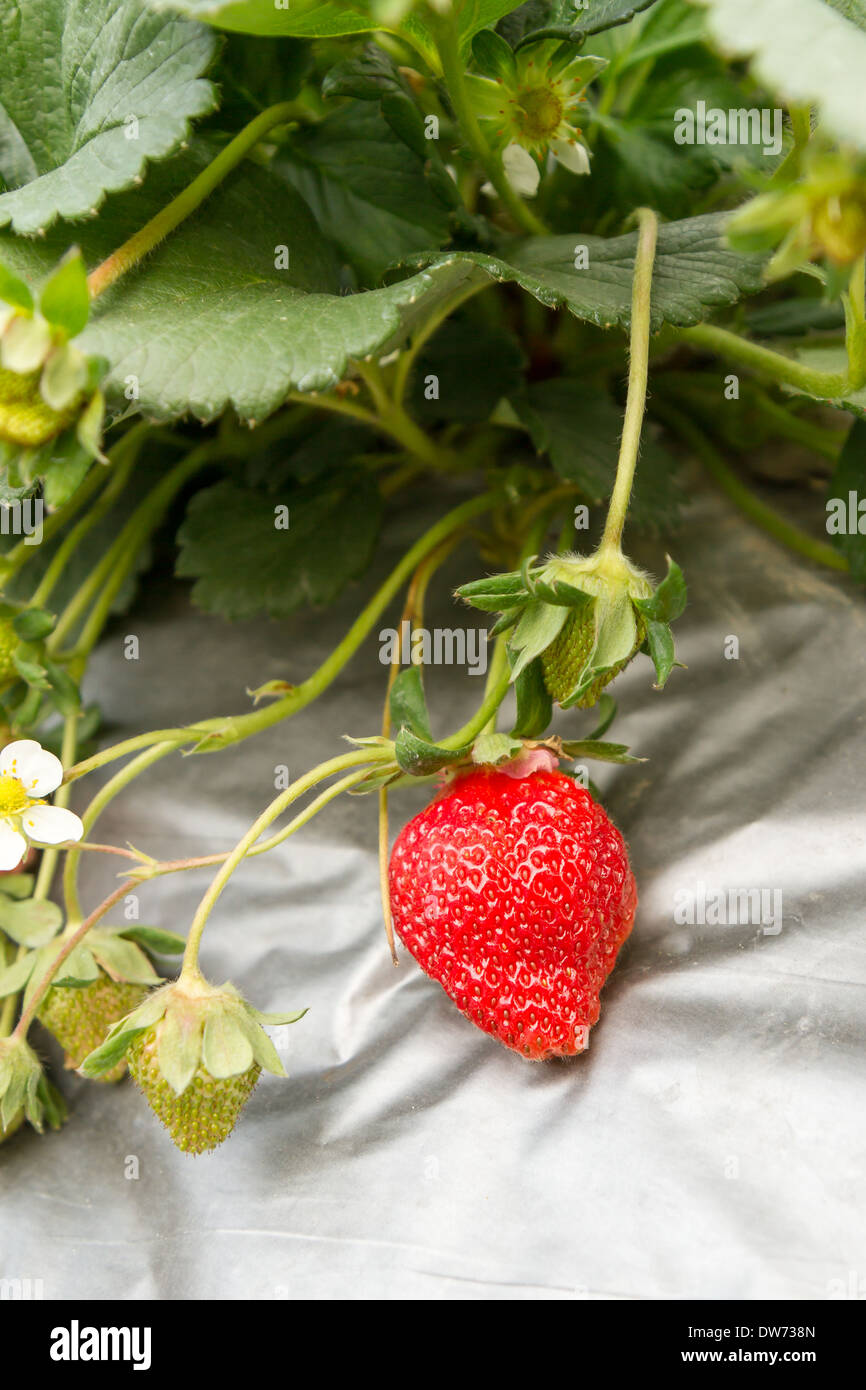 Strawberry patch landscape hi-res stock photography and images - Alamy