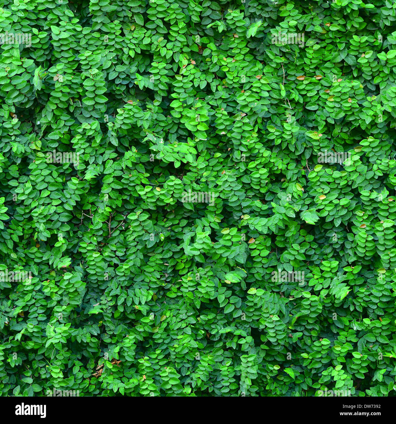 Ivy background hi-res stock photography and images - Alamy