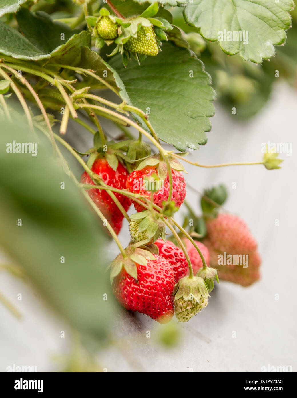 Strawberry patch hi-res stock photography and images - Alamy
