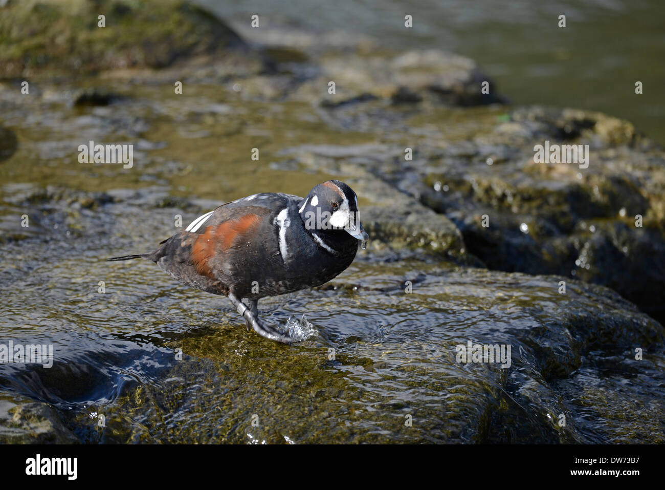 Drake harlequin duck histrionicus histrionicus hi-res stock photography ...