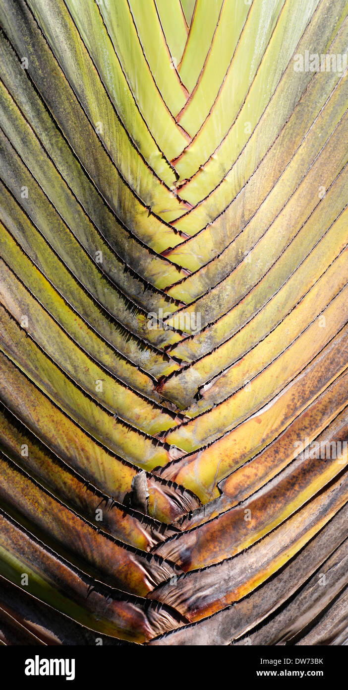 Close up of the patterns in the base of an ornamental palm tree in ...