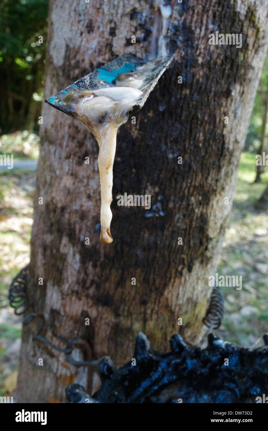 Rubber tree rubber tapping hi-res stock photography and images - Alamy