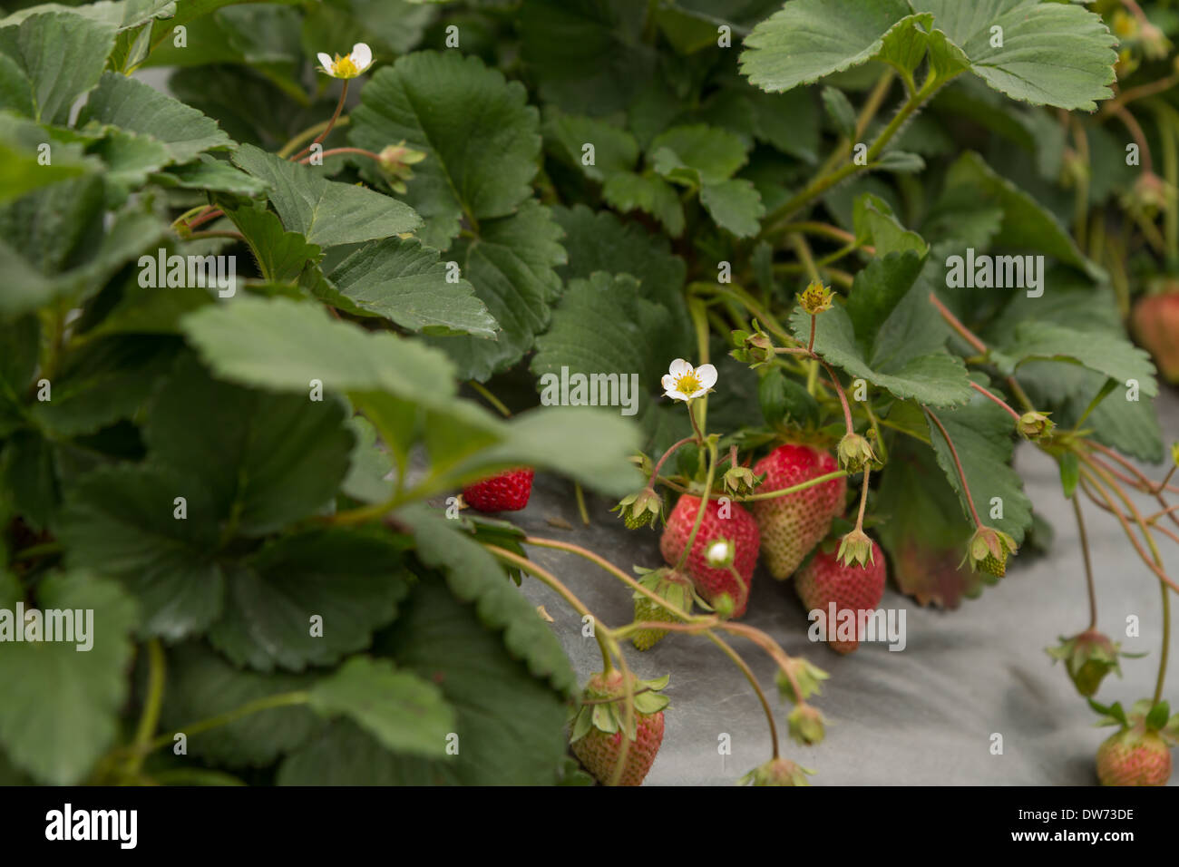 Strawberry Patch full of Strawberries Stock Photo - Alamy