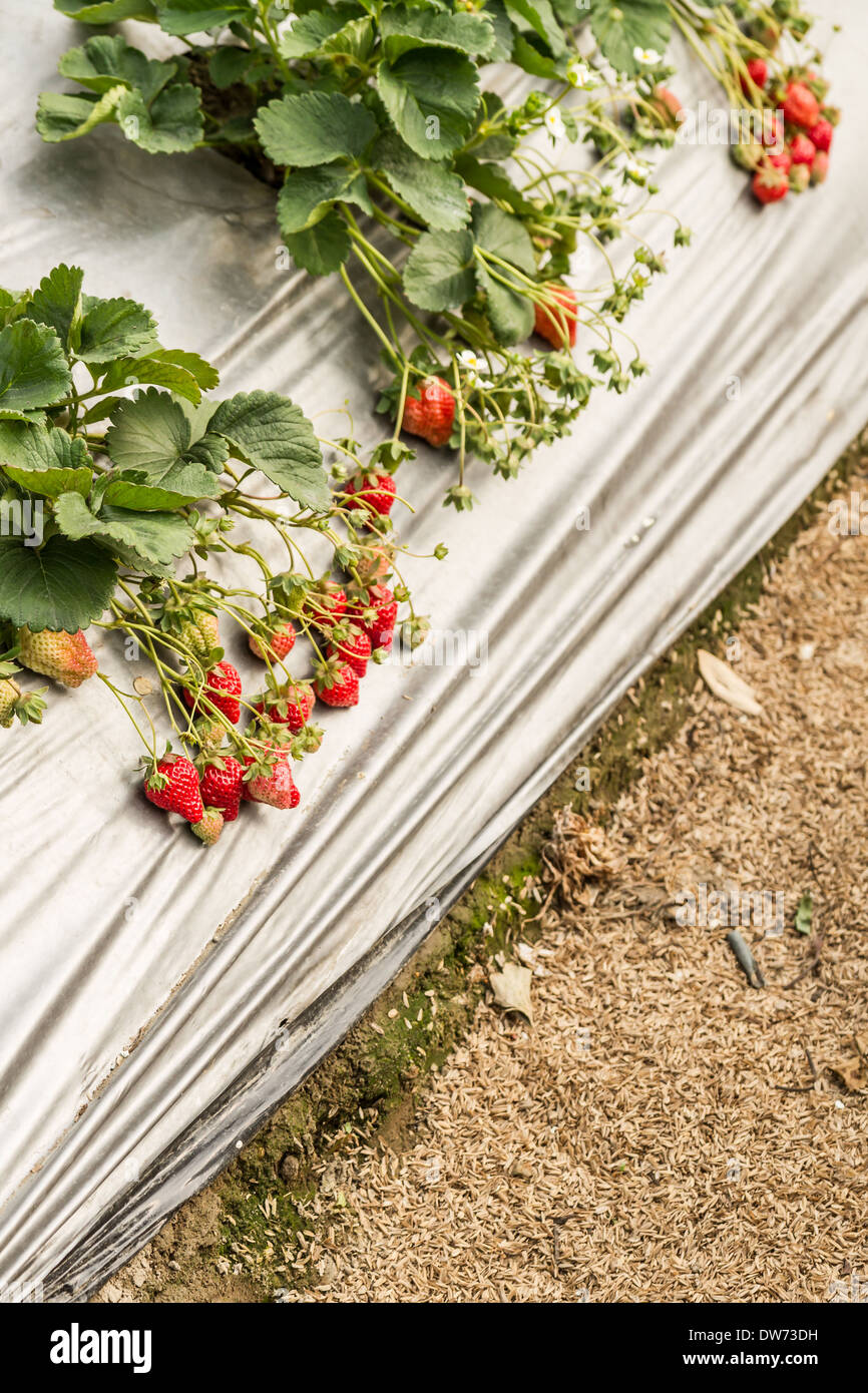 Berry picking patch hi-res stock photography and images - Alamy