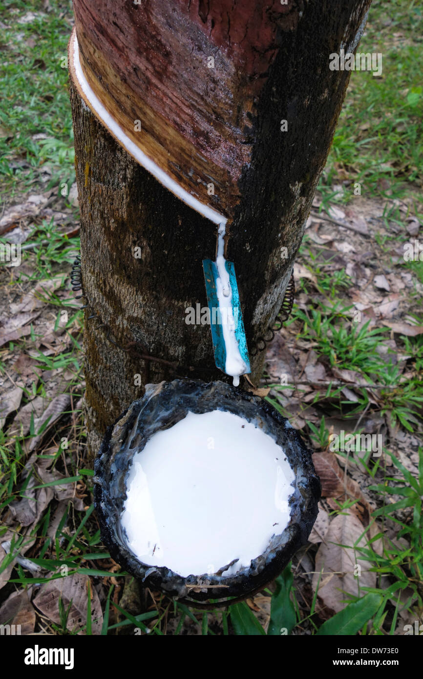 Rubber tree rubber tapping hi-res stock photography and images - Alamy