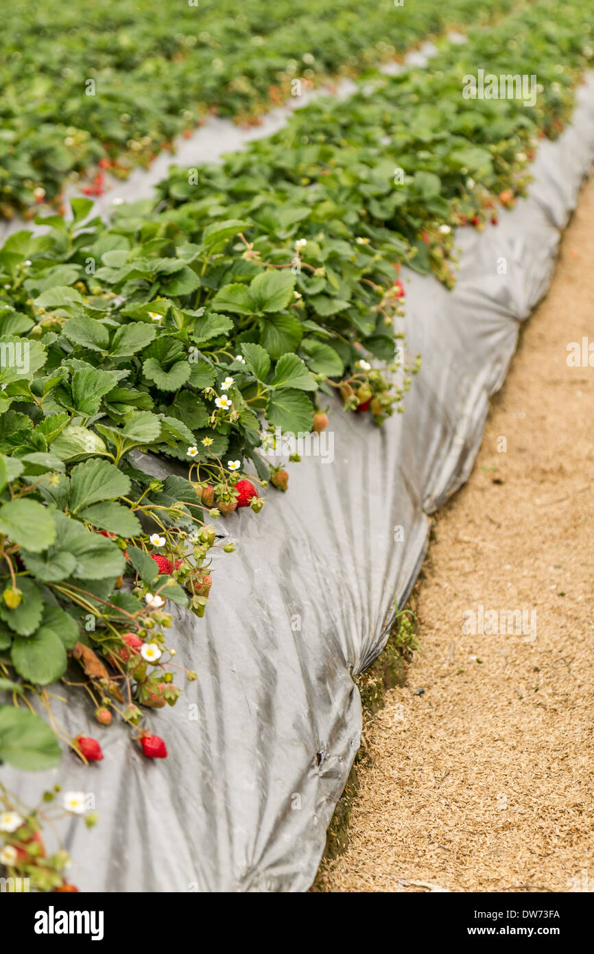 Strawberry Patch full of Strawberries Stock Photo - Alamy