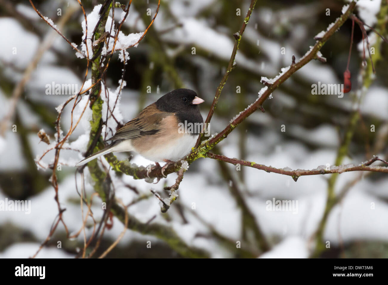 Dark eyed junco snow hi-res stock photography and images - Alamy