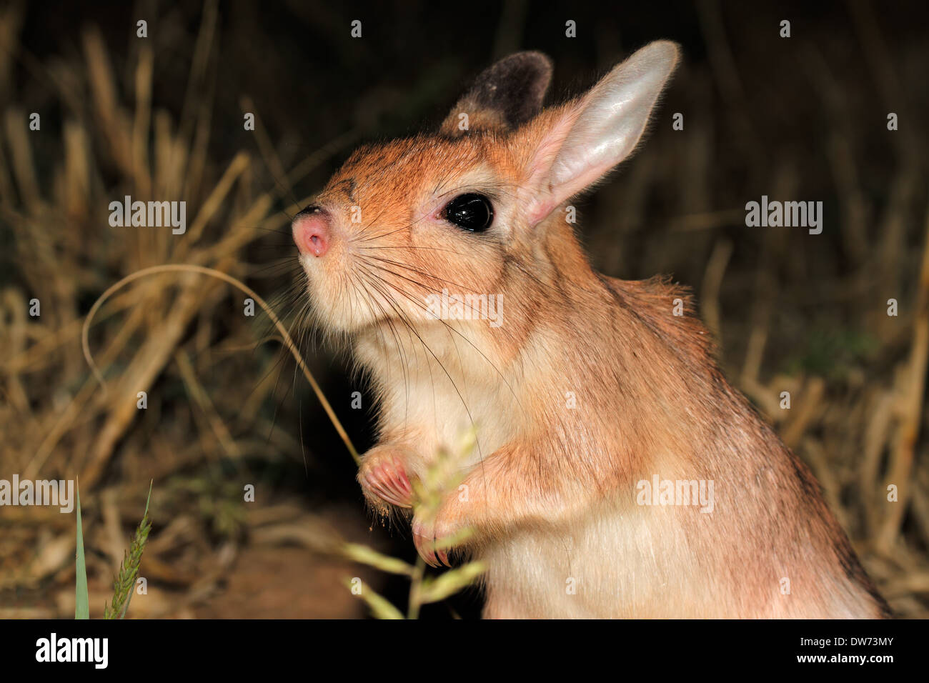 Portrait of a South African springhare (Pedetes capensis Stock Photo ...