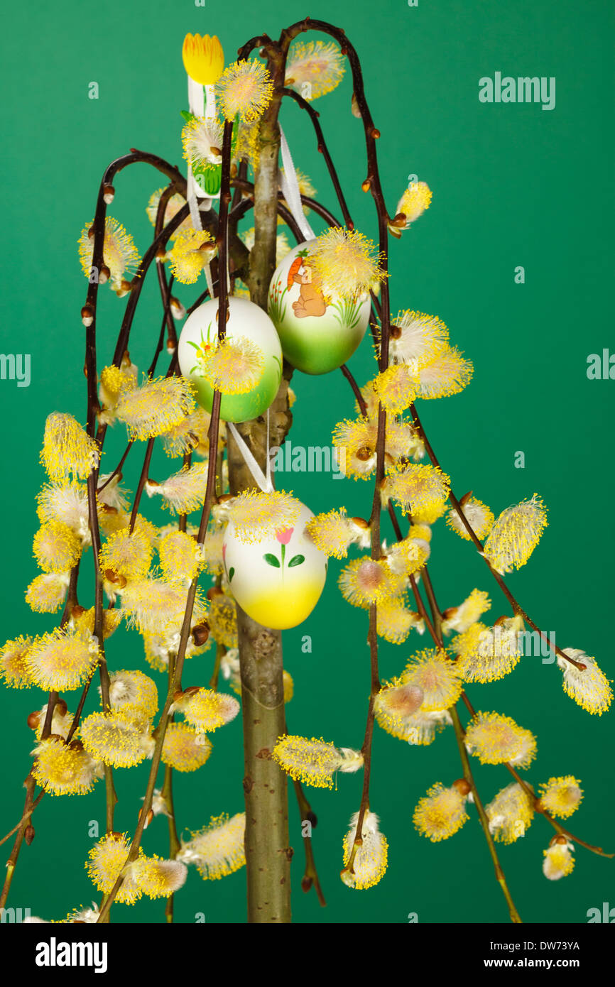 Tree kittens (Salix pendula) and Easter eggs Stock Photo - Alamy