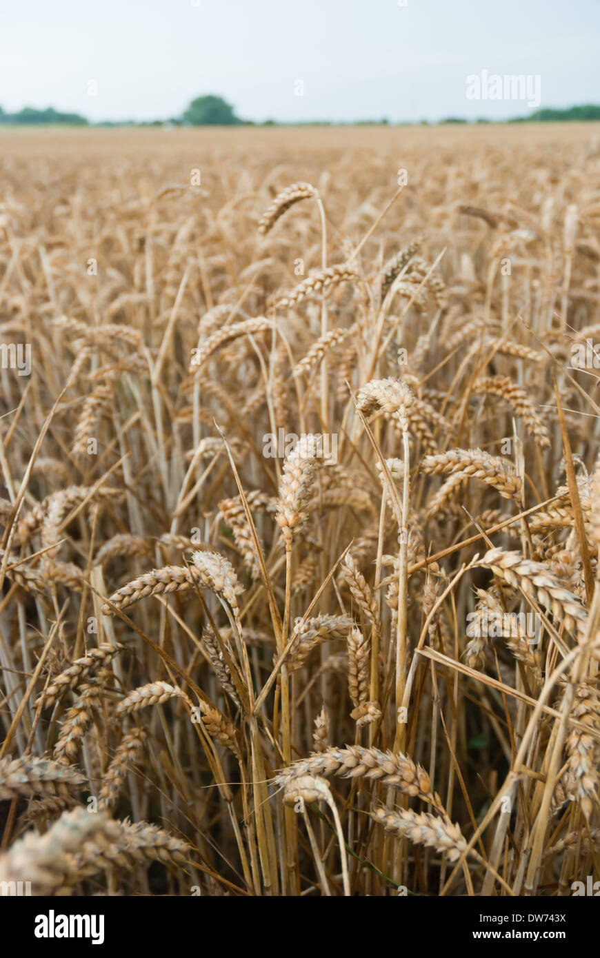Wheat fields between the towns of Sandwich and Deal in Kent on the ...