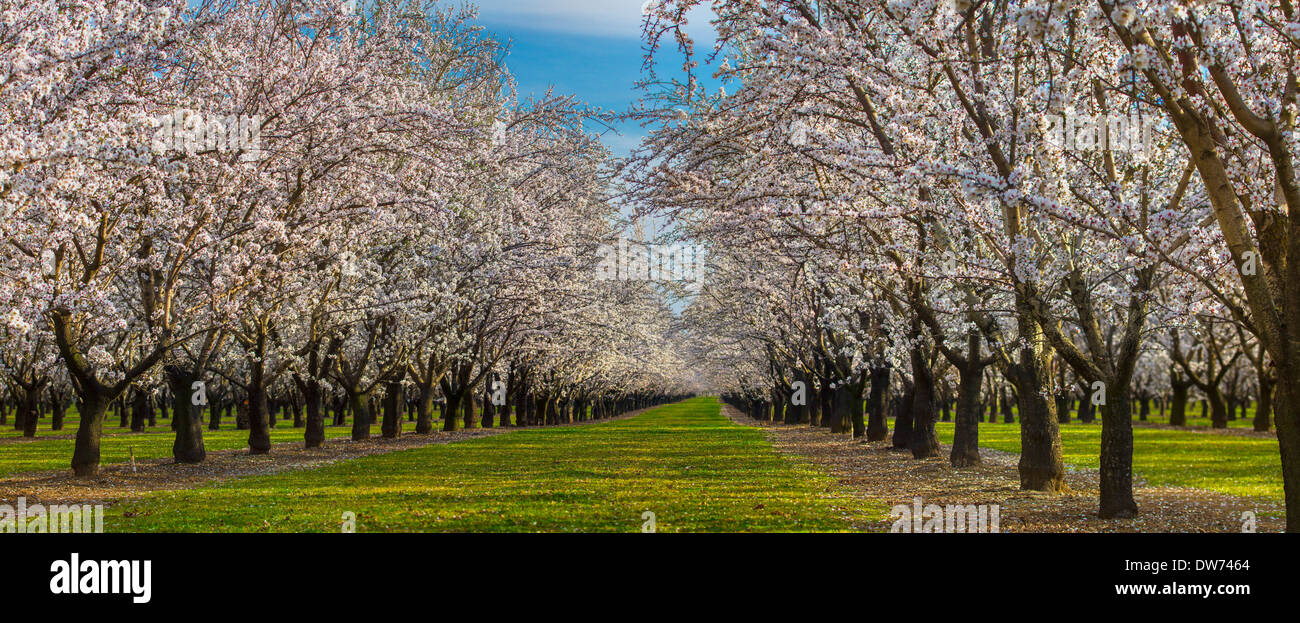 Almond orchards in full bloom in the Sacramento Valley of California ...