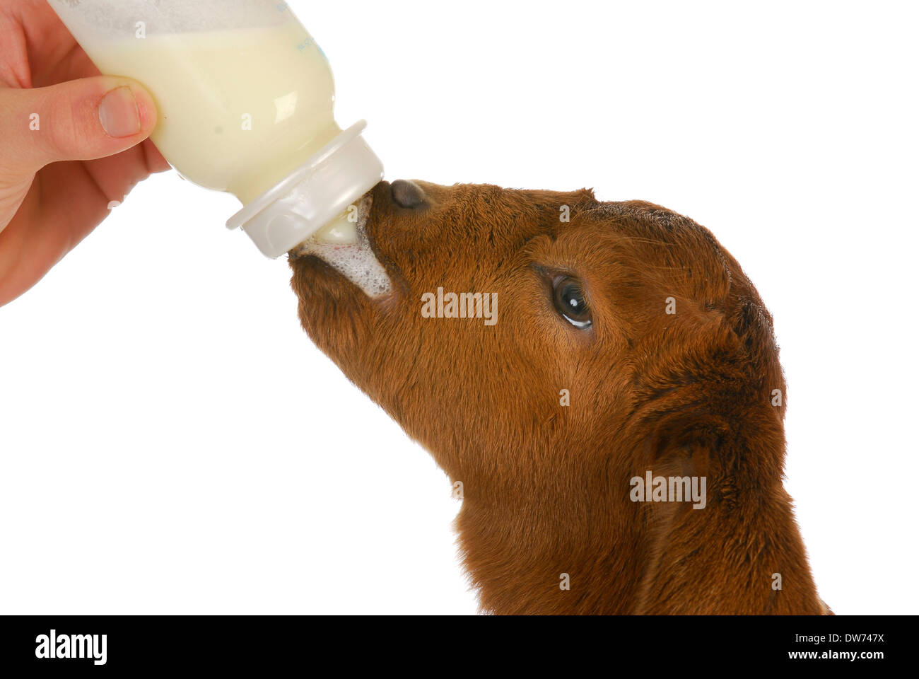 bottle feeding baby goat - south african boer kid 4 days old Stock ...
