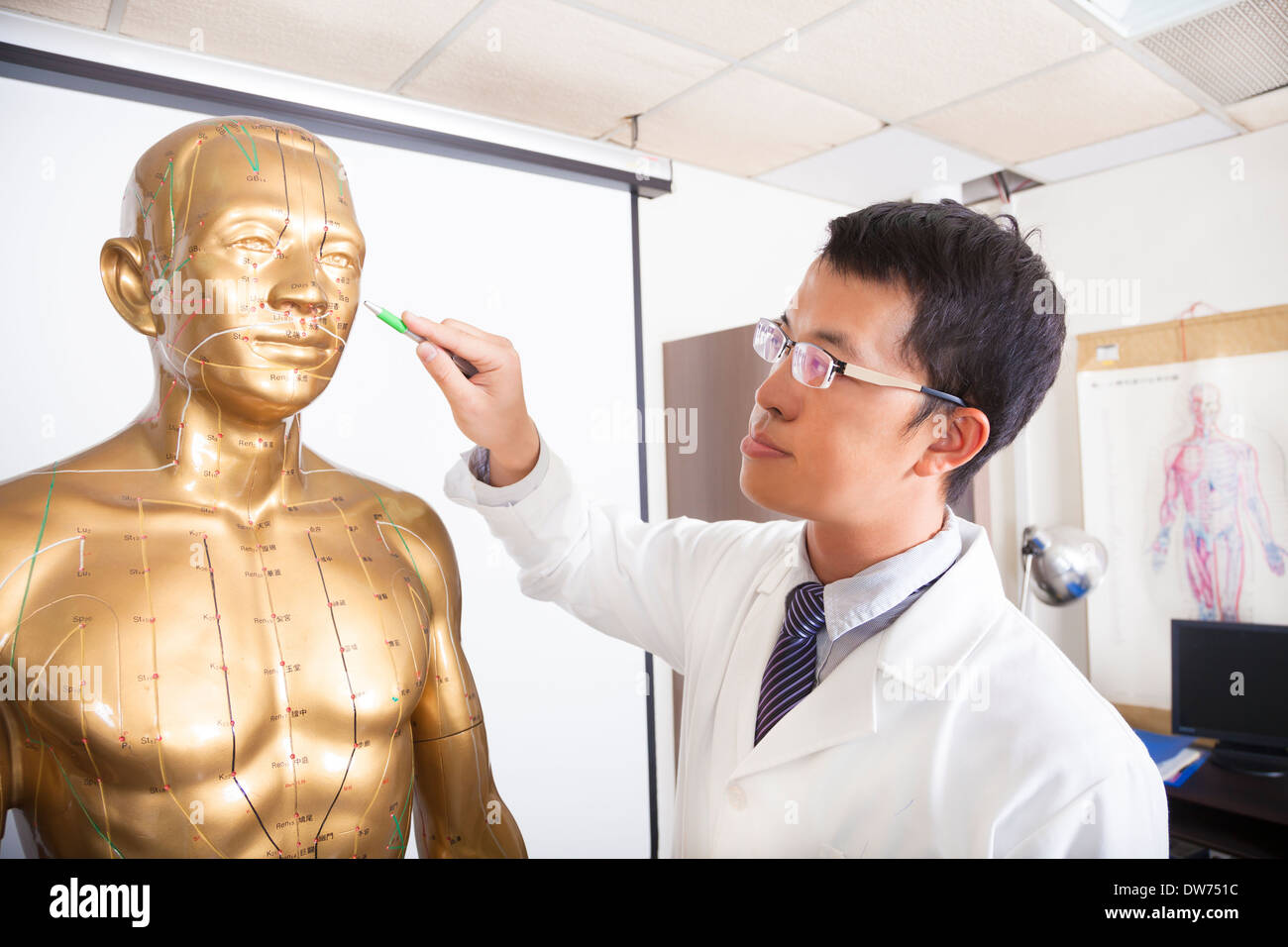 chinese medicine doctor teaching acupoint on human model in clinic ...