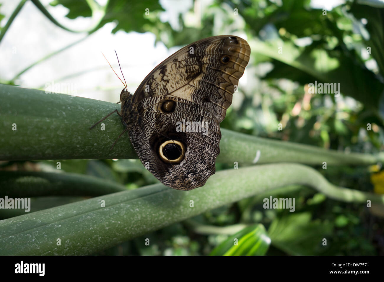 Belize butterfly hi-res stock photography and images - Alamy